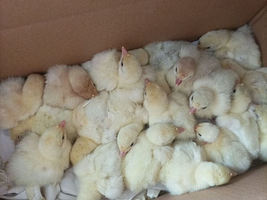 Индюшата суточные