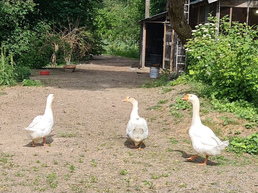 Гуси семья 3шт