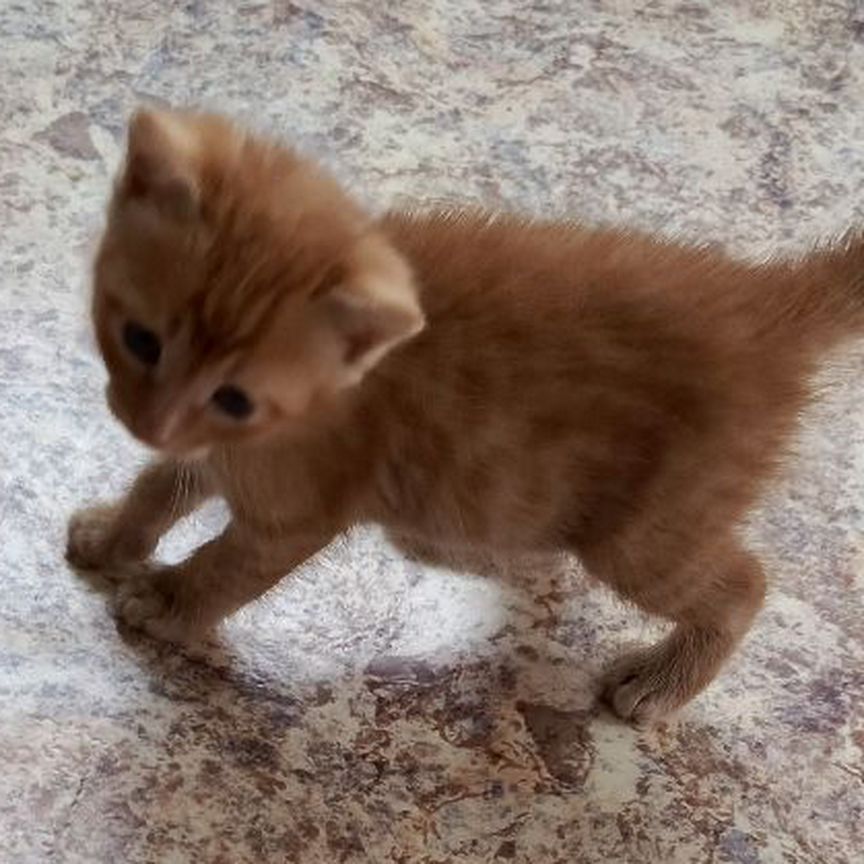 Котёнок в добрые руки