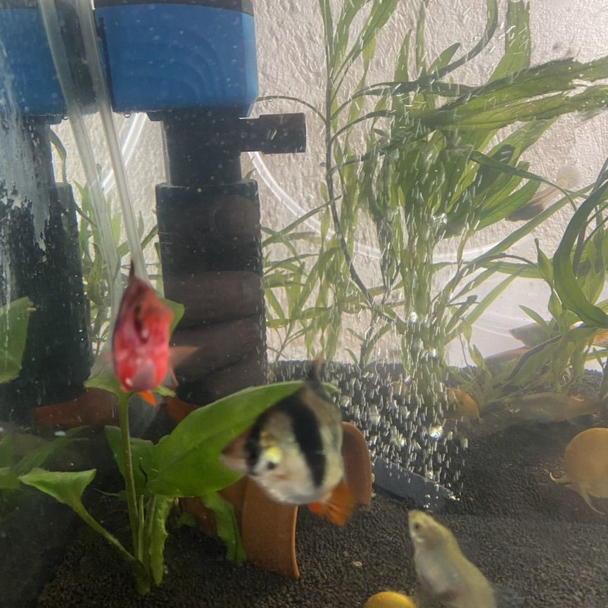 Аквариумные рыбы барбусы