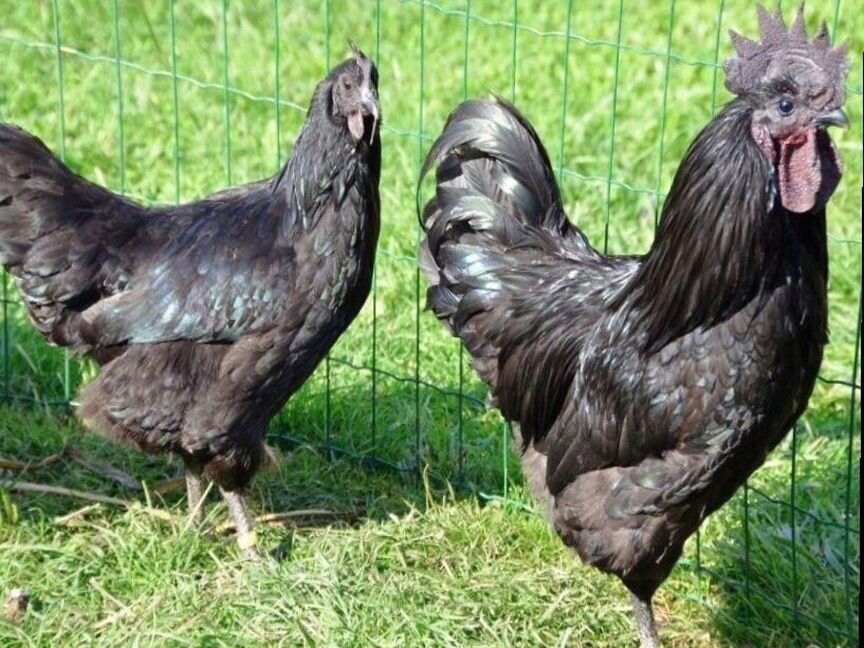 Уйхейилюй куры и петух