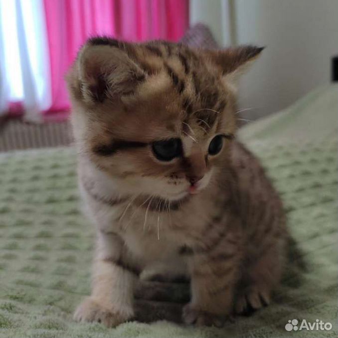 Клубные британцы золотая шиншилла