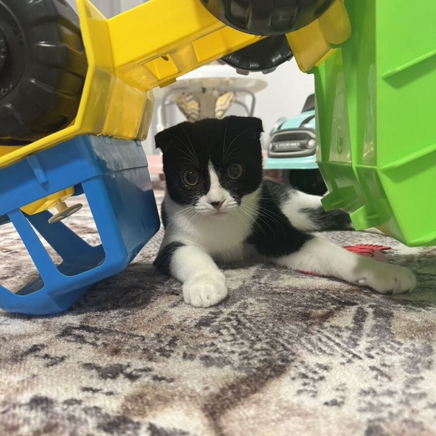 Шотландский вислоухий короткошёрстный котёнок