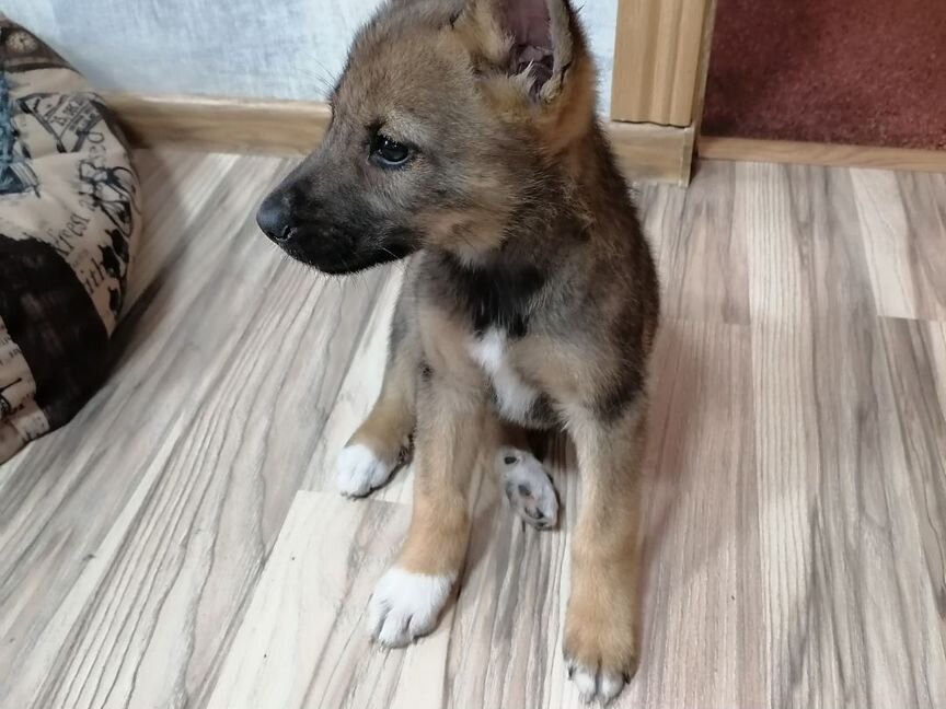 Собака в добрые руки щенок