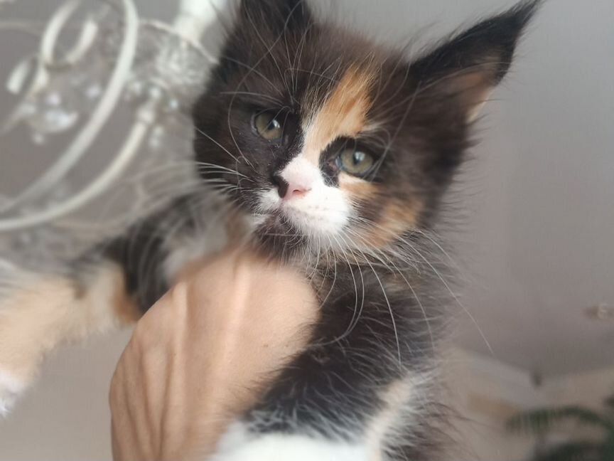 Котята мейн-кун