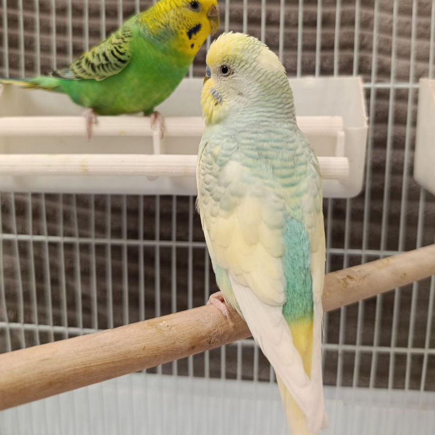 Пара волнистых попугаев