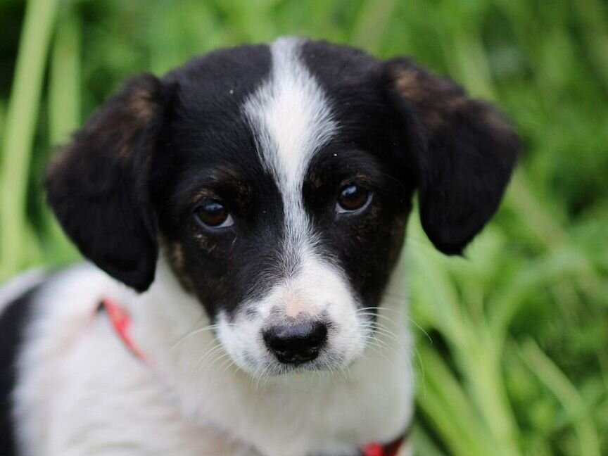 Коротколапик Бруша