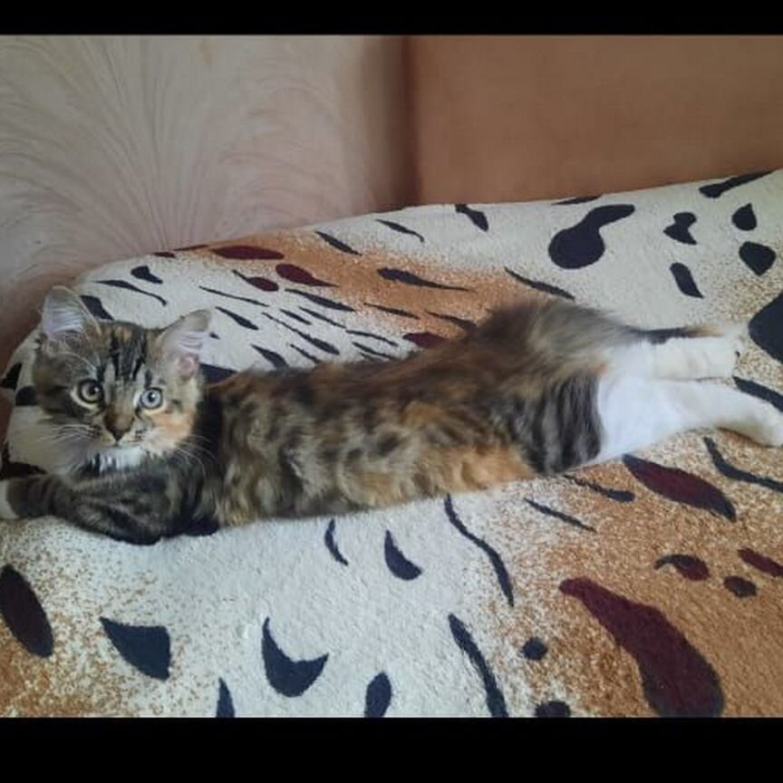Кошка Муся 5 месяцев