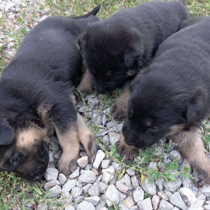 Щенки немецкой овчарки