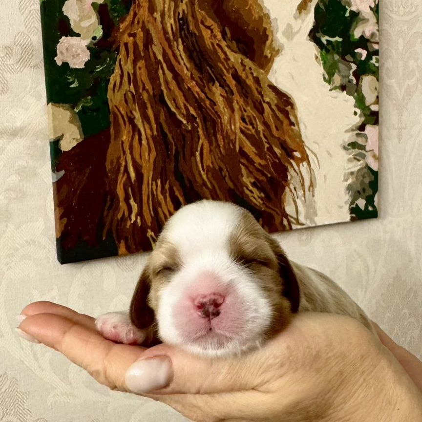 Кавалер кинг-чарльз-спаниель, щенок