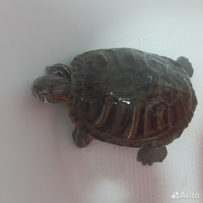 Красноухая черепаха бесплатно