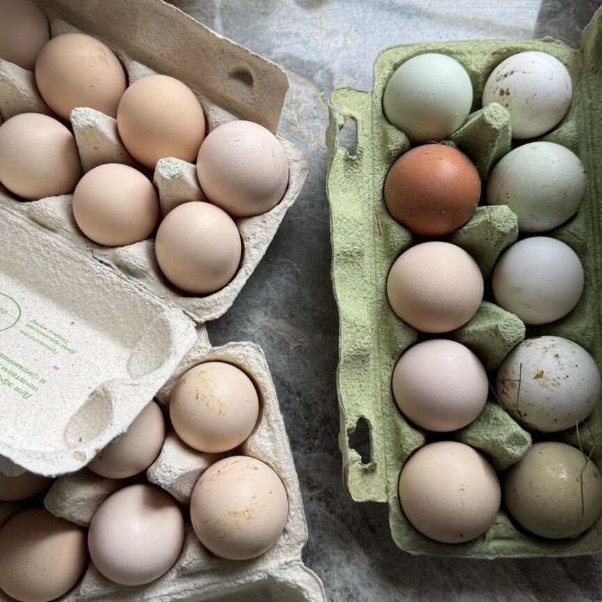 Яйца для инкубации