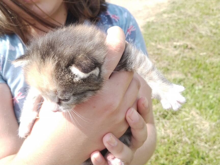 Отдам котенка в добрые руки. 2-3 недели. бесплатно