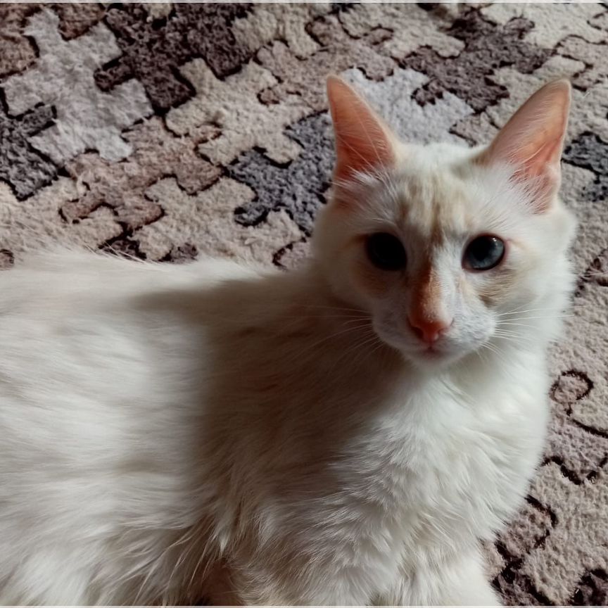 Отдам котика