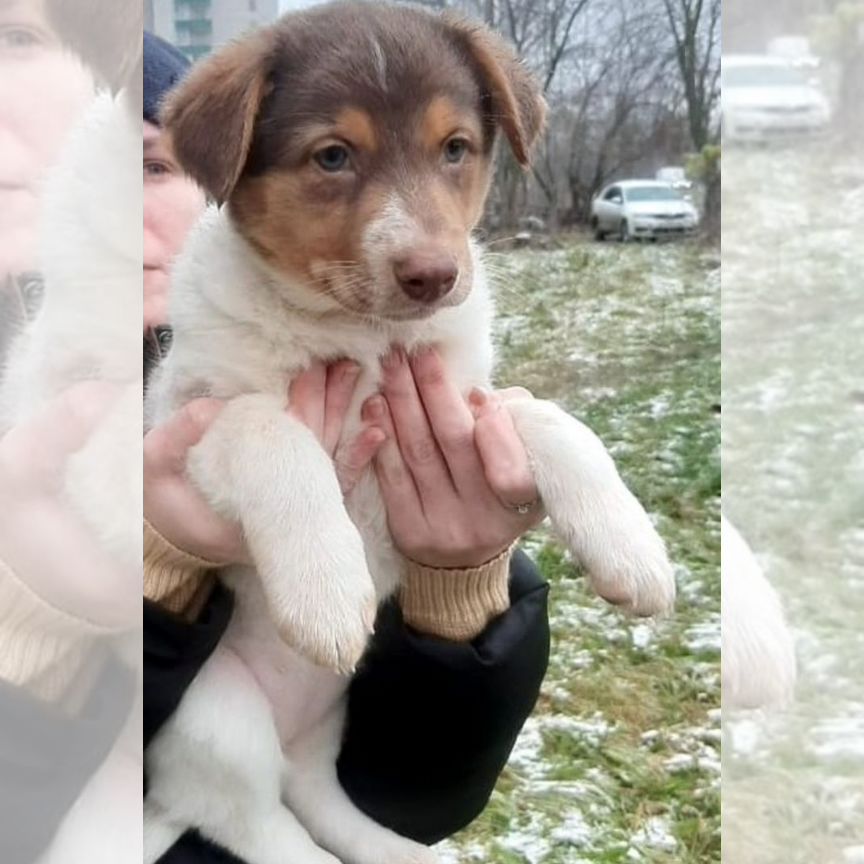 Щенок в добрые руки