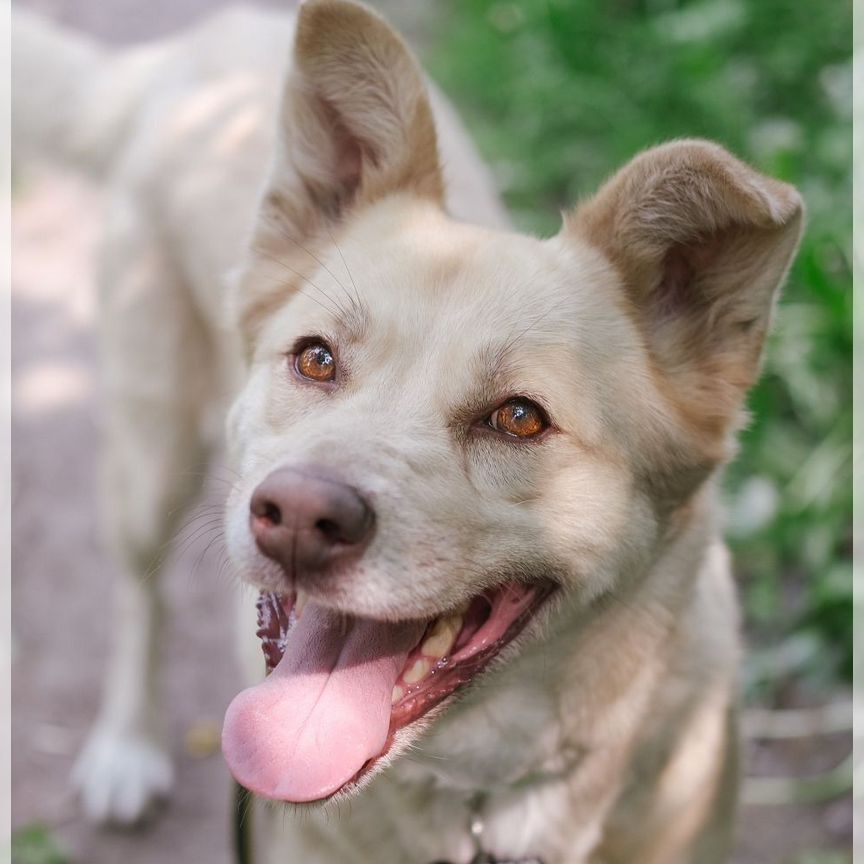 Взрослая собака в добрые руки