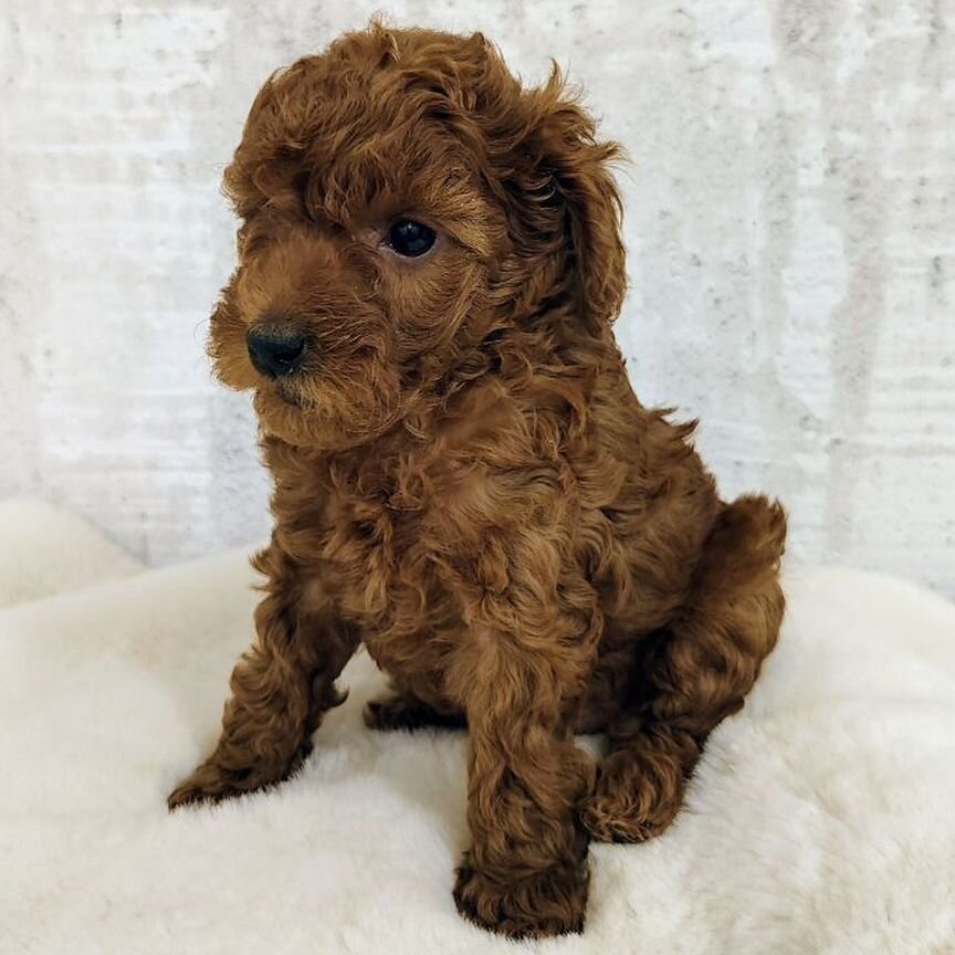 Пудель, щенок