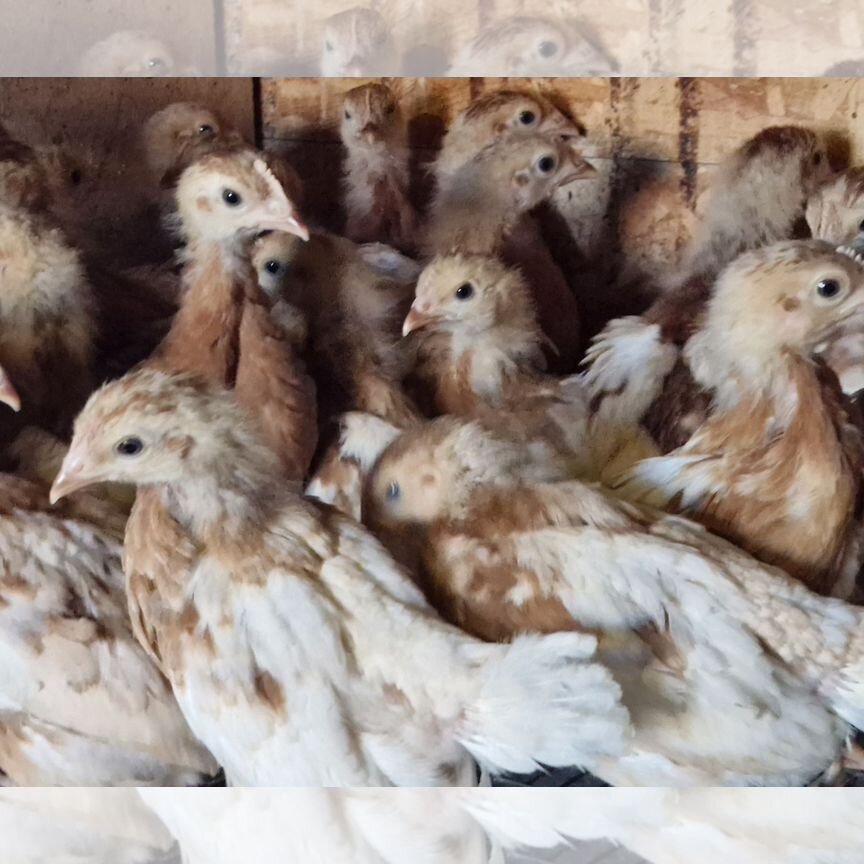 Курочки молодки несушки