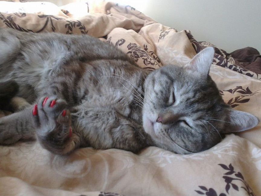 Кот на вязку