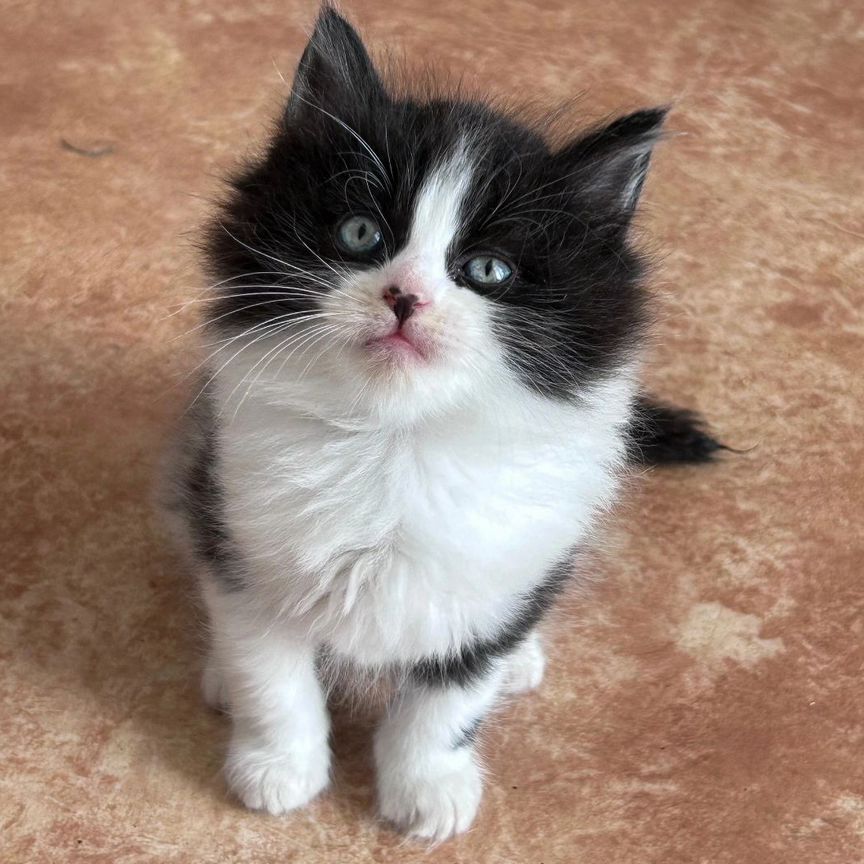 Котёнок в добрые руки