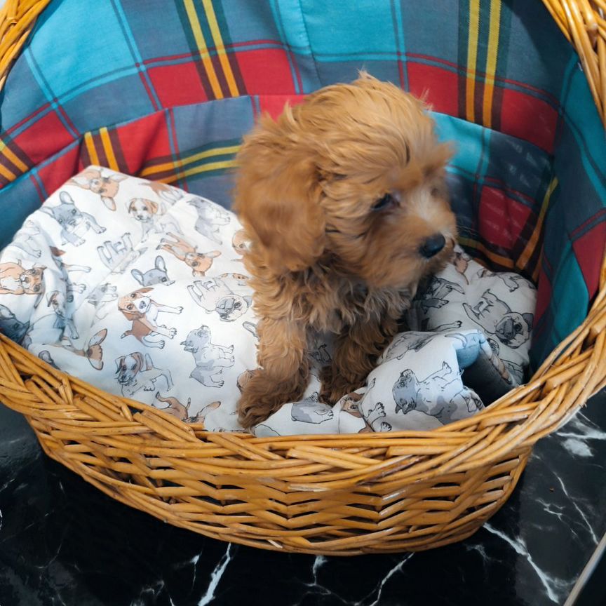 Мальтипу, щенок