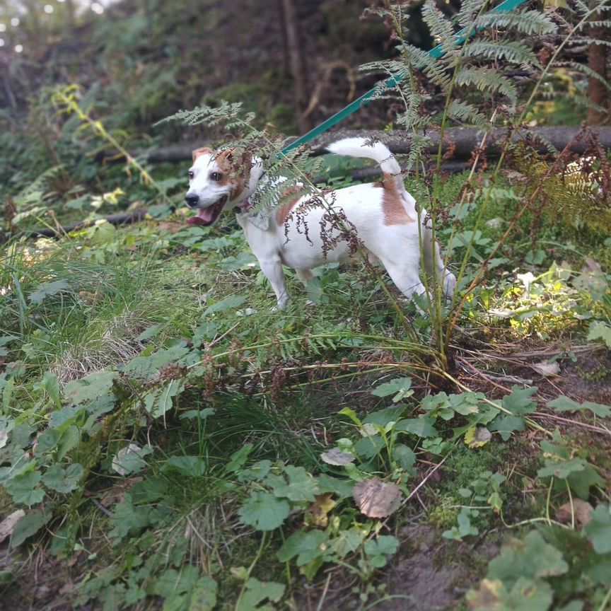 Отдам в добрые руки