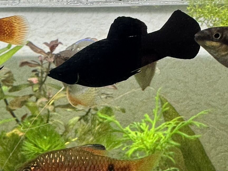 Моллинезия самец Отдам