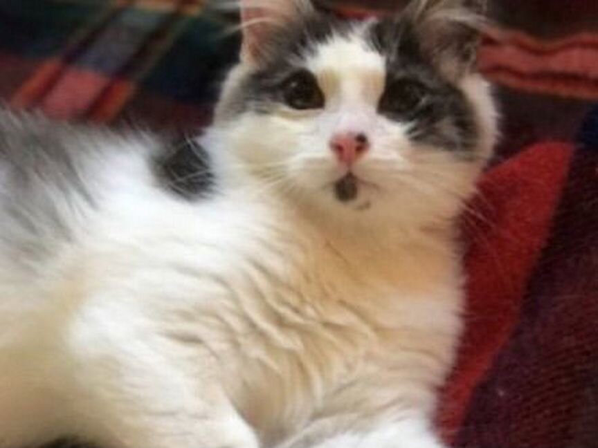 Ласковый мурчалочка Ларри ищет дом