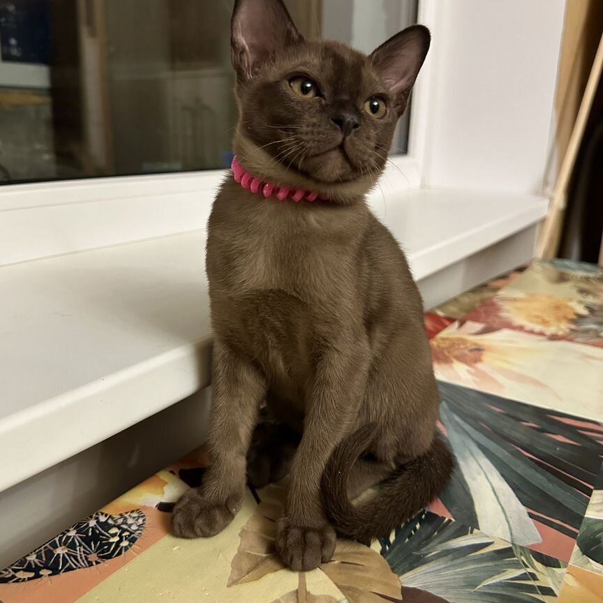 Европейский бурманский котёнок