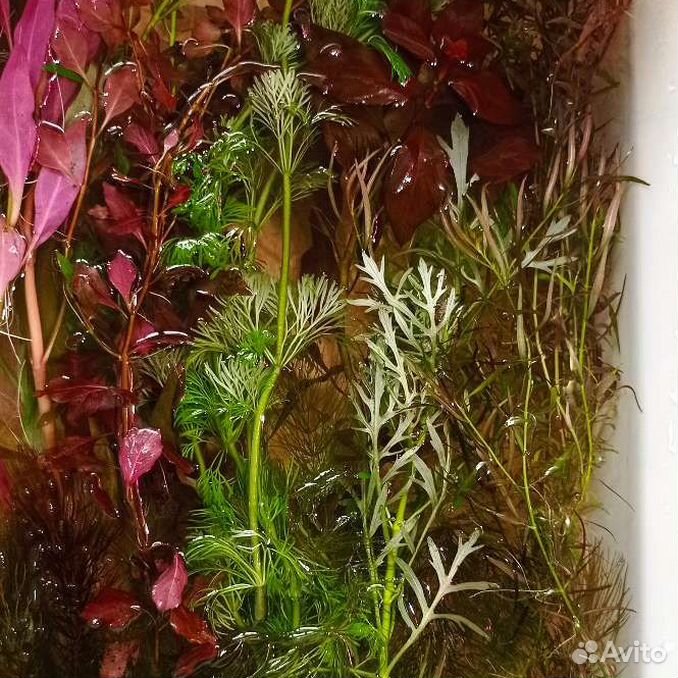 Аквариумные растения.Прополка