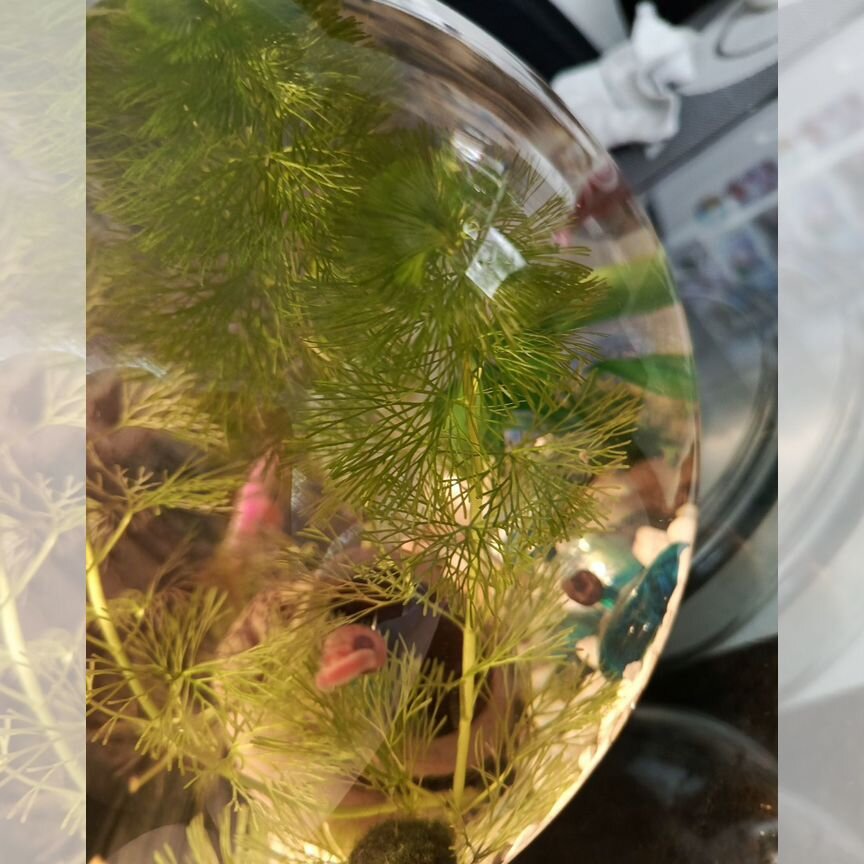 Растение кабомба,аквариумное ветка 1 шт