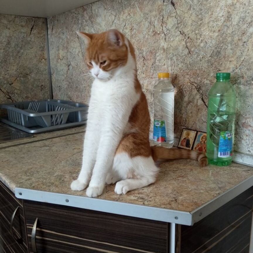 Отдам котика в добрые руки