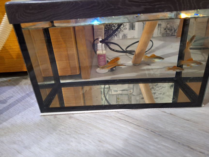 Меченосец ананасовый