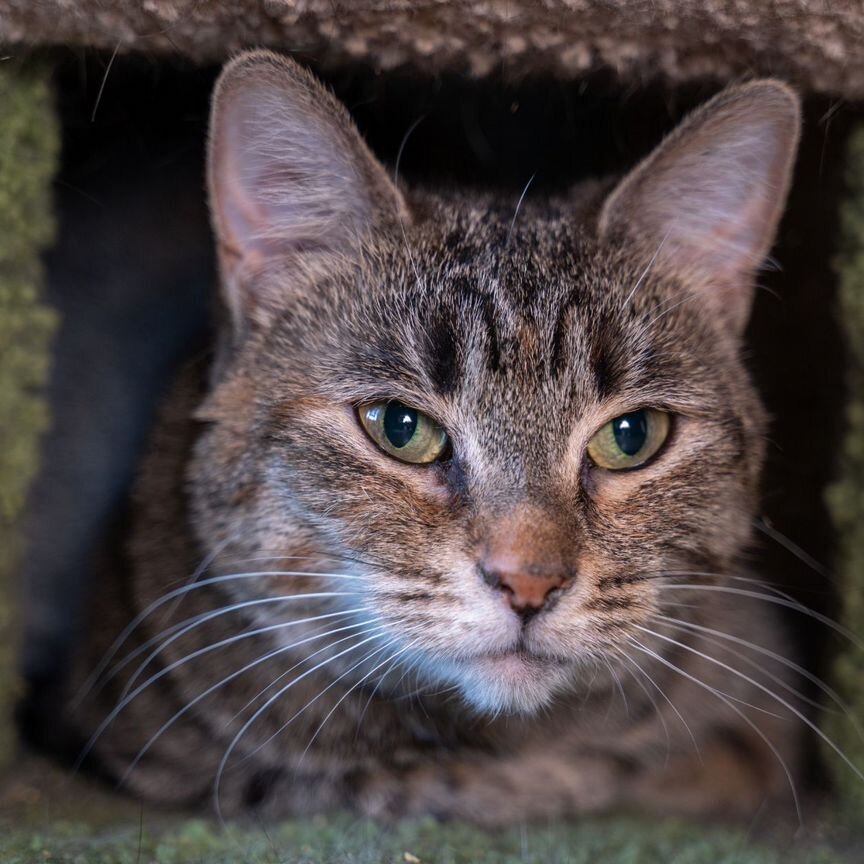 Взрослая, кошка в добрые руки