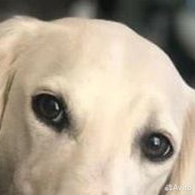 Отдам борзую Тазы, собака-компаньон для семьи