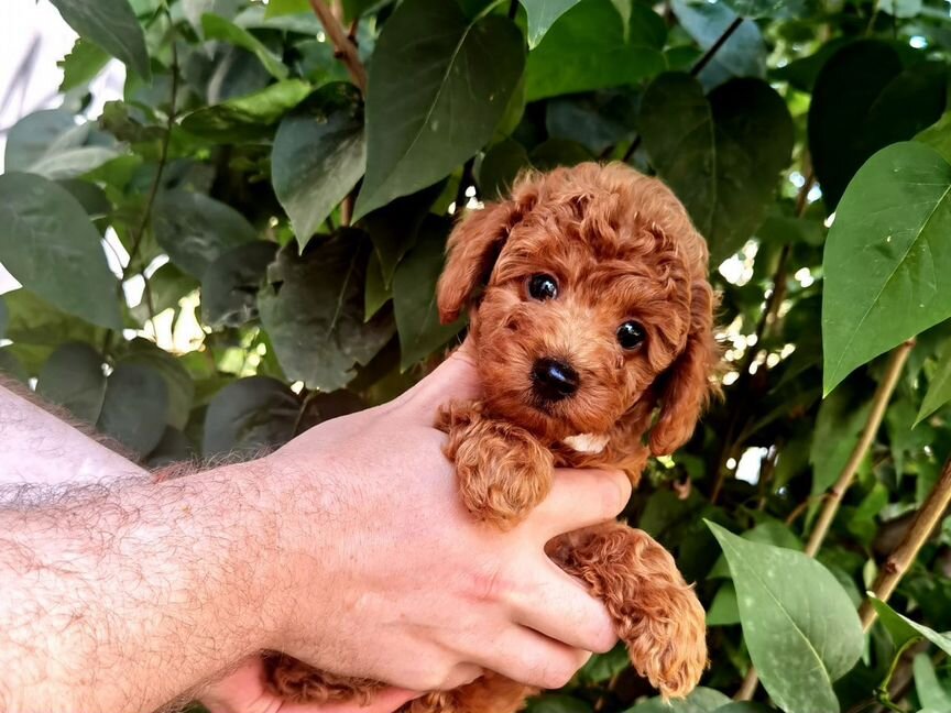 Мальтипу Тедди мишка