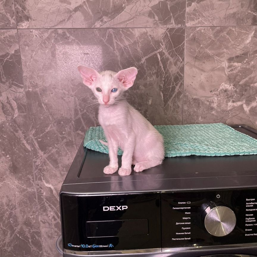 Ориентальные котята