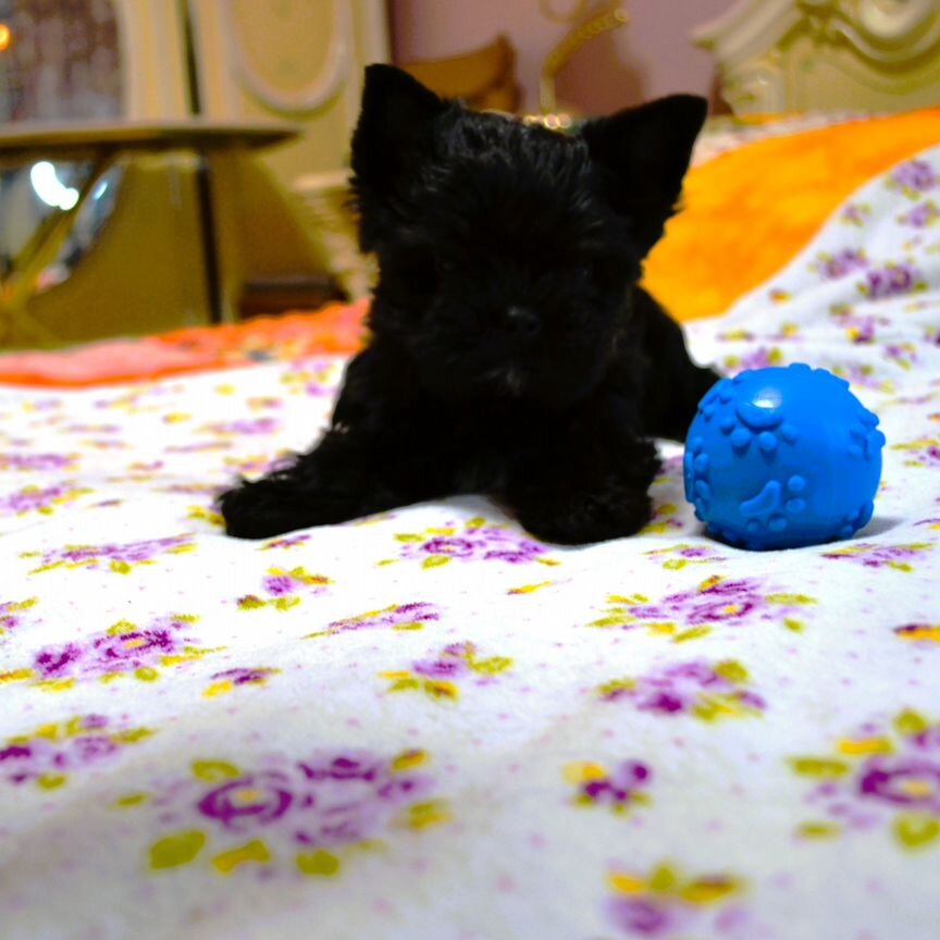 Йоркширский терьер щенки