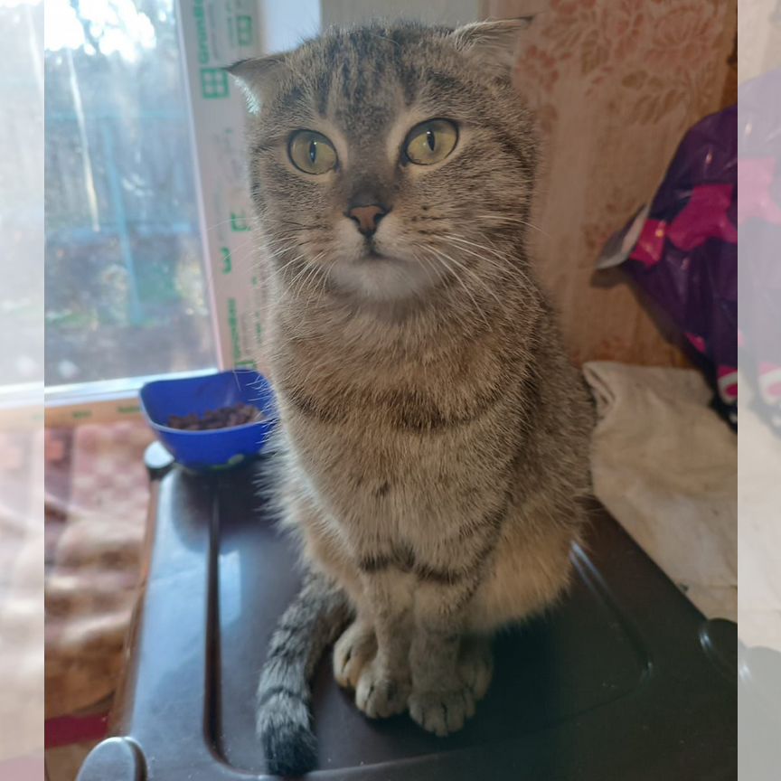 Кошечка в поисках дома