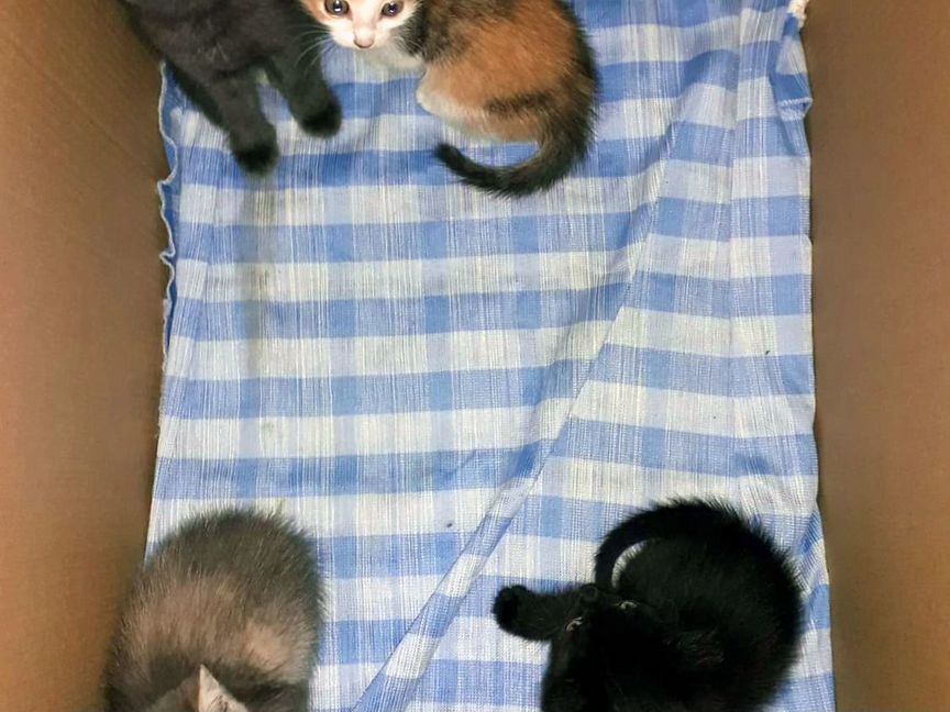 Котята в добрые руки