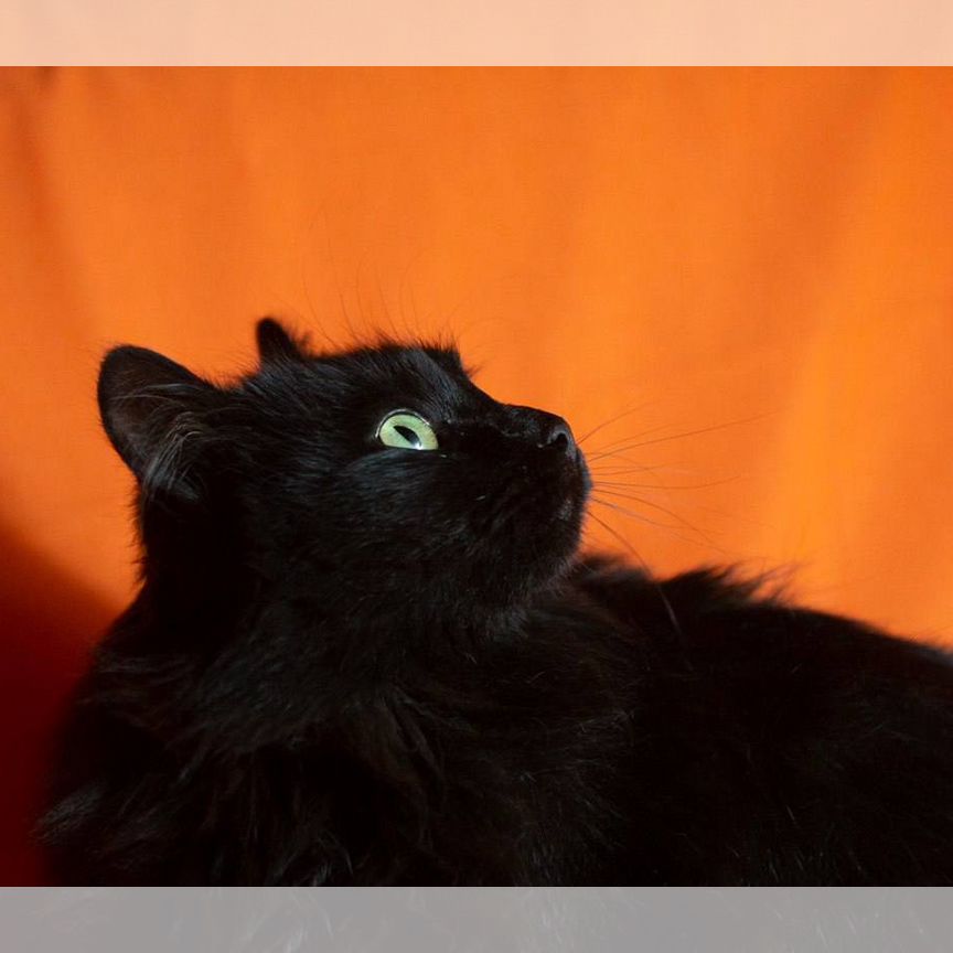 Пушистая черная красавица кошка оставлена на дачах