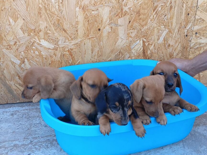 Щенки таксы