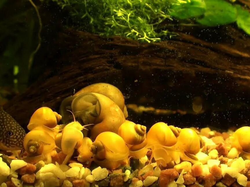 Улитки аквариумные ампулярии