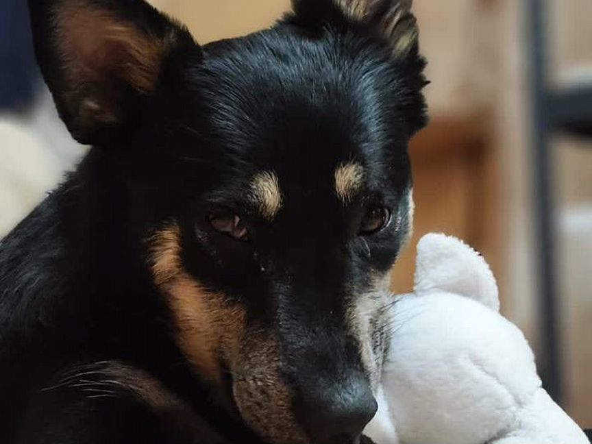 Собака в добрые руки бесплатно