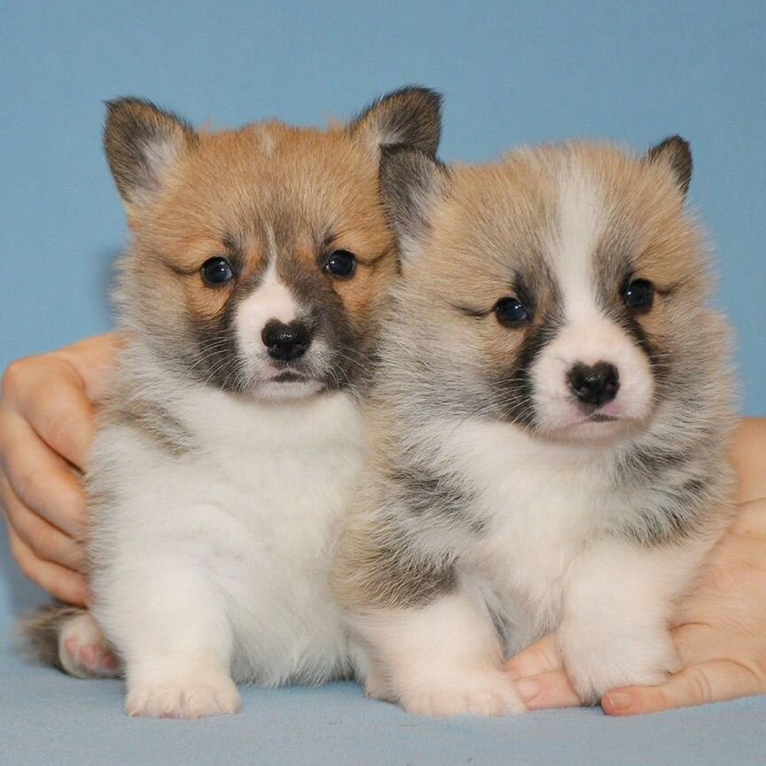 Вельш корги щенки