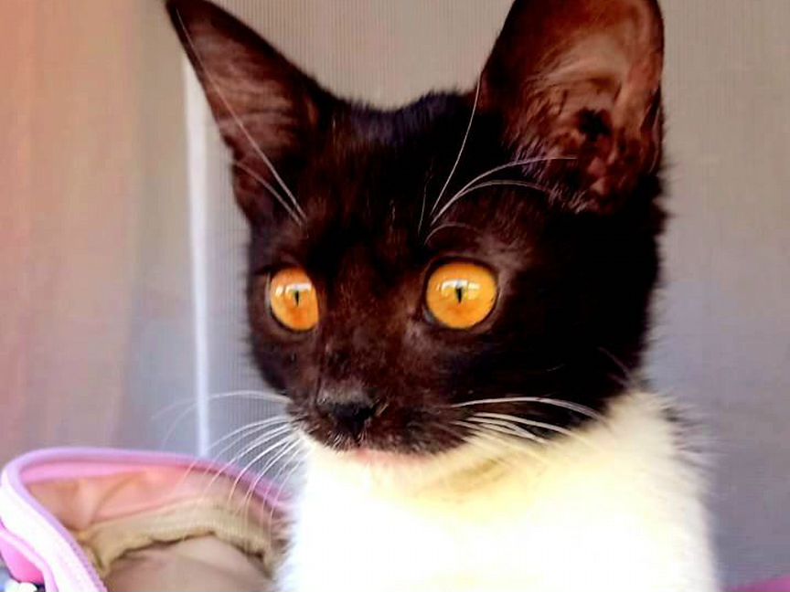 Необычный котенок в дар