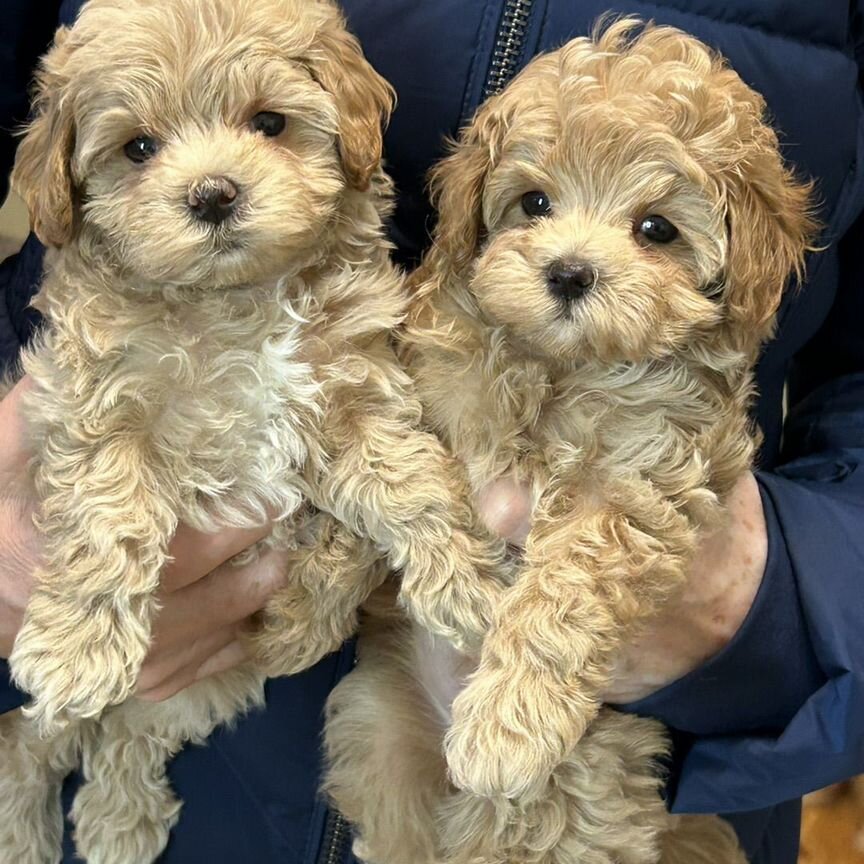 Мальтипу, щенок