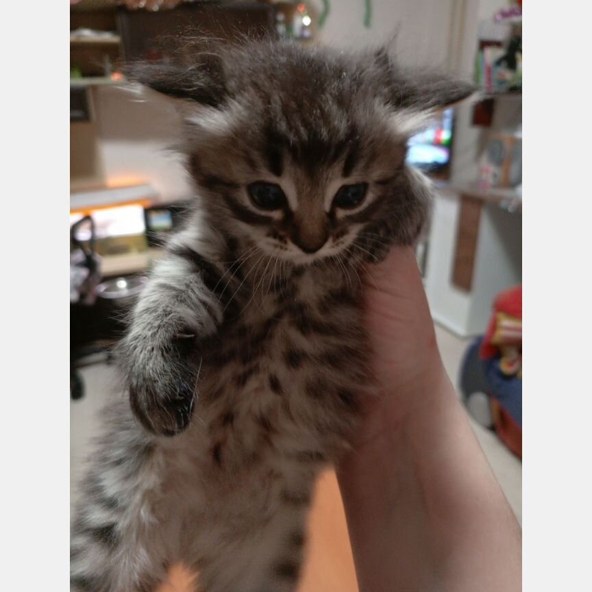 Котята в добрые руки бесплатно