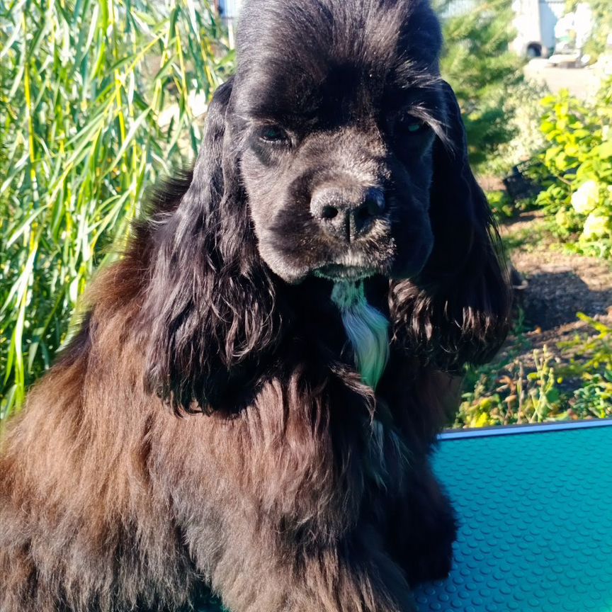 Девочка амкокер