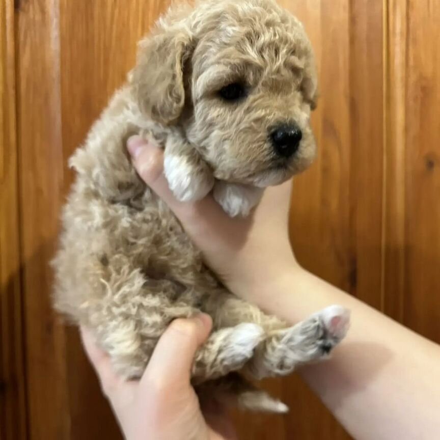 Мальтипу, щенок